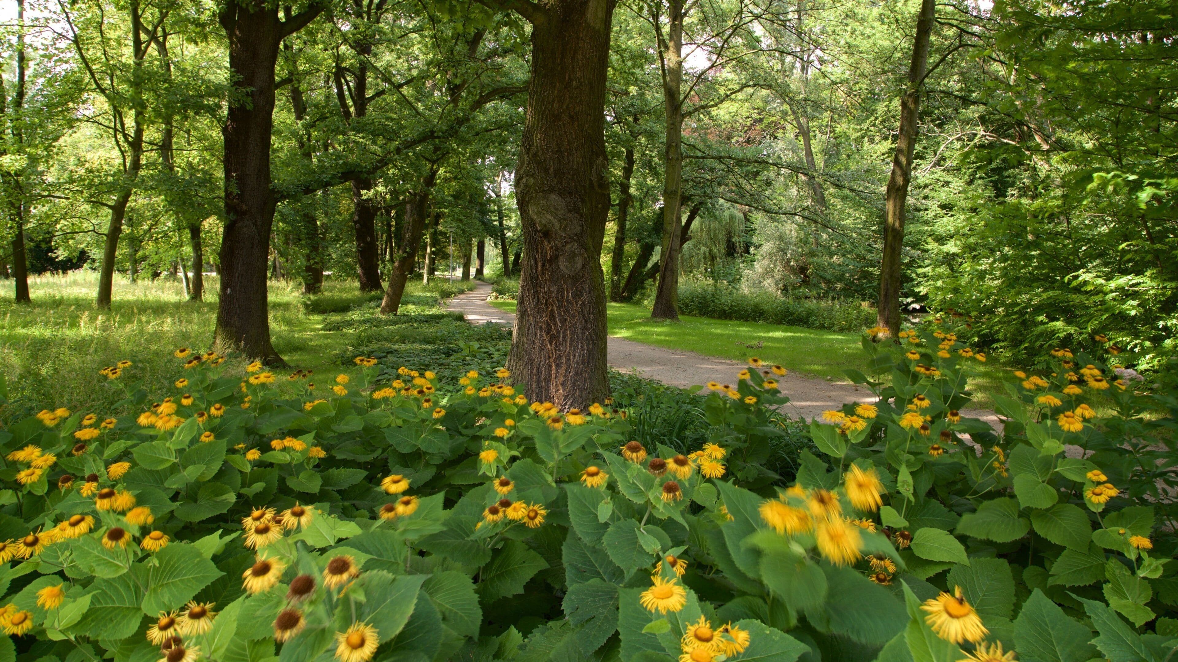 Um parque com um caminho, árvores e flores amarelas.