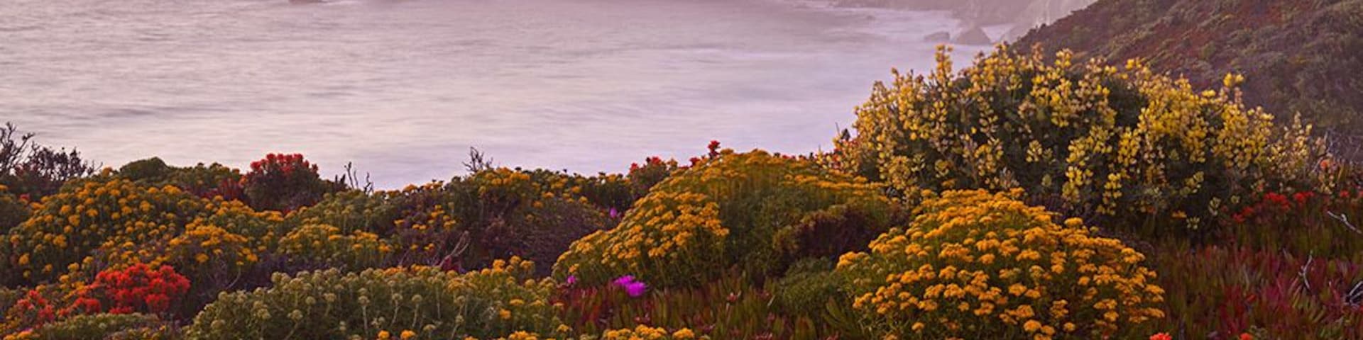 Blooming wild flowers along the bluffs of Garrapata Beach on a late hazy afternoon. The beach below has pristine turquoise water in the spring which turn deep blue azure in the winter caused by a phenomenon called upwelling - I took classes from NOAA :)
It's an easy access off the Pacific Coast Highway (Highway 1) about 10 miles from Carmel.