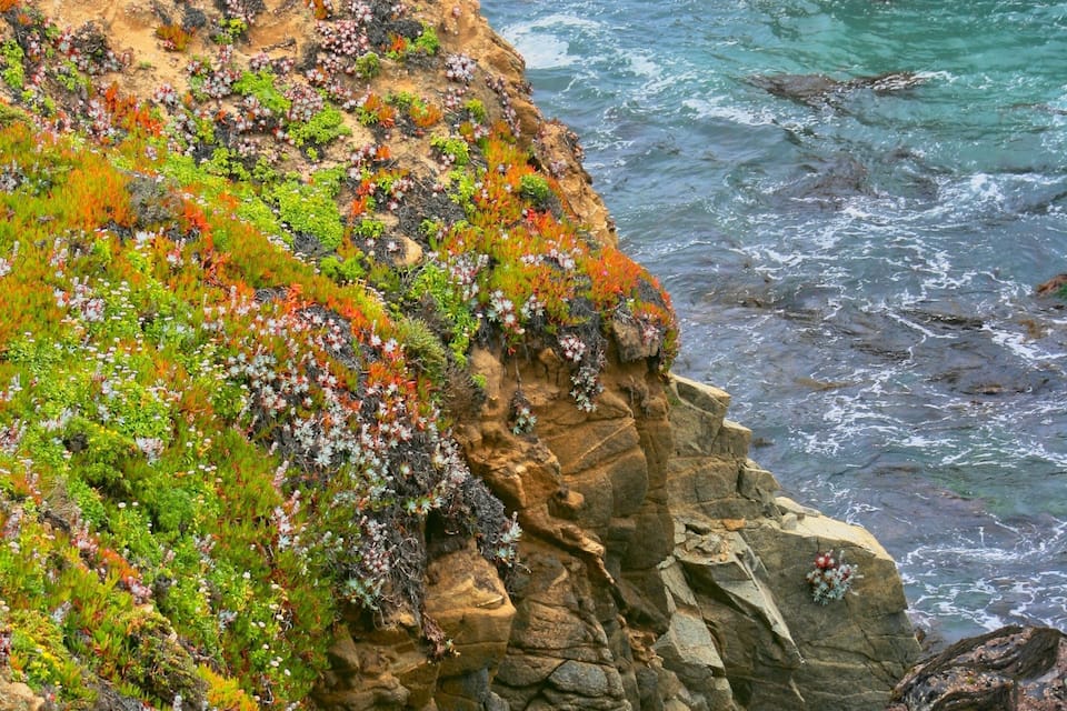 Litoral rochoso com vegetação vibrante e águas azul-claras.