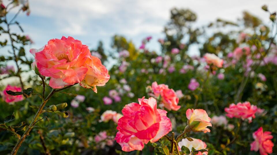 Inez Grant Parker Memorial Rose Garden