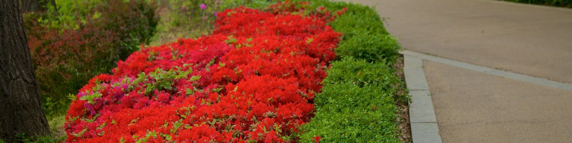Namsan Botanical Garden featuring a park and wildflowers