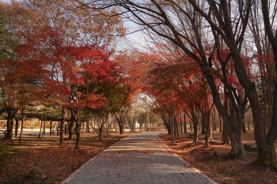 Um caminho no parque ladeado por árvores com folhagem de outono.
