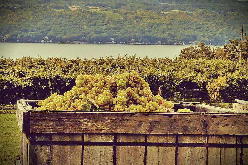Uma caixa de madeira cheia de uvas em um vinhedo, com um lago ao fundo.