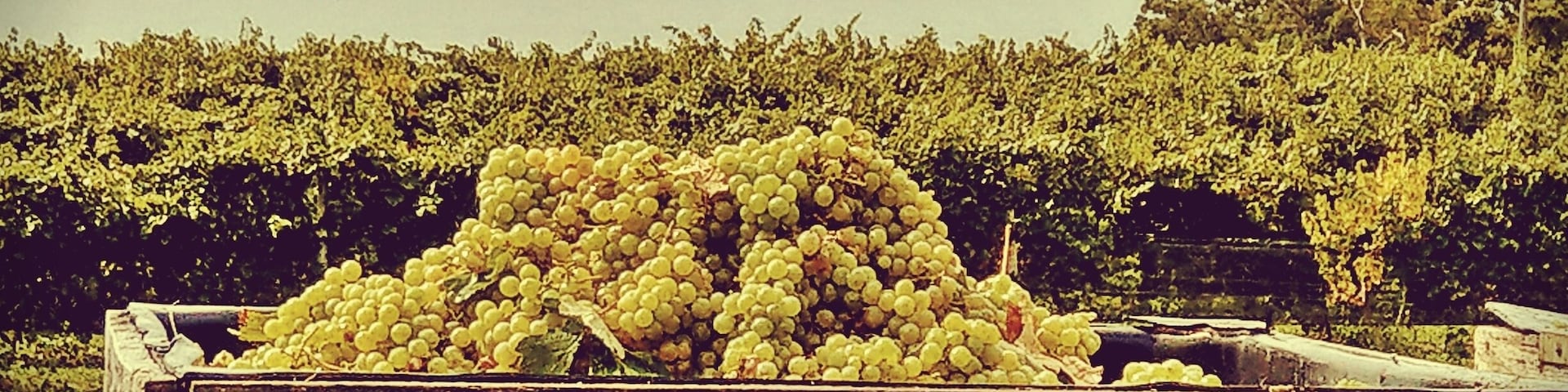 Harvest time at #Catharinevalleywinery