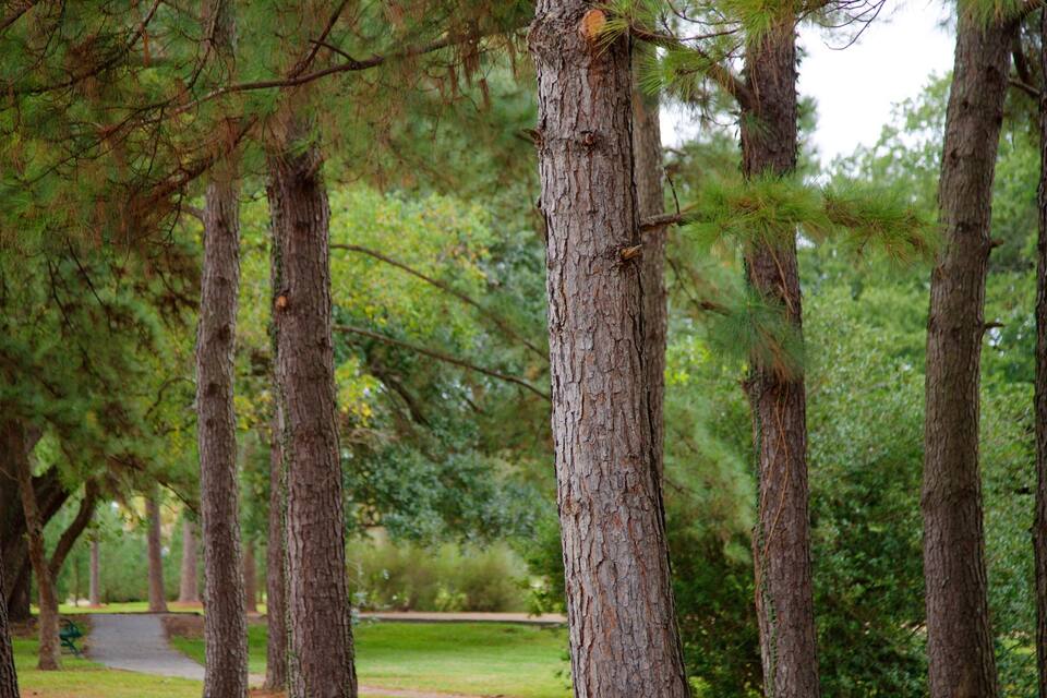 Uma floresta com árvores altas e uma trilha.
