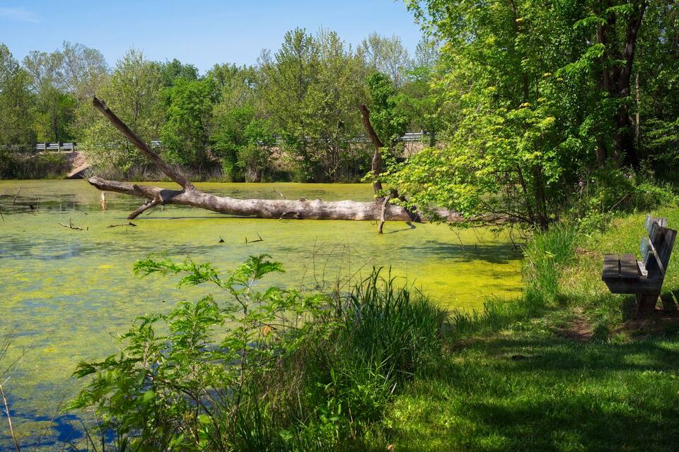 Uma árvore caída em um lago rodeado por vegetação exuberante.
