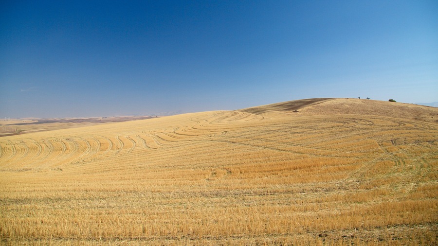Steptoe Butte State Park showing tranquil scenes