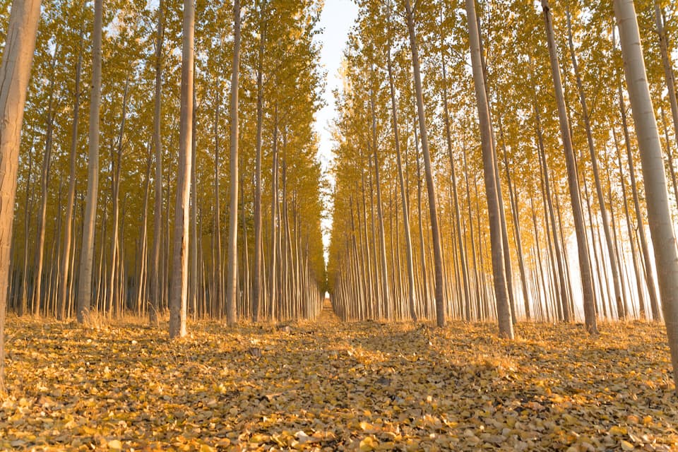 Uma floresta com árvores altas e o chão coberto de folhas caídas.