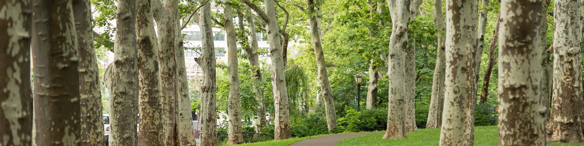 Cadman Plaza Park which includes a park