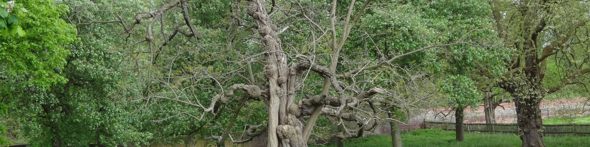 Home Park, Hampton Court dead tree near the Ice house