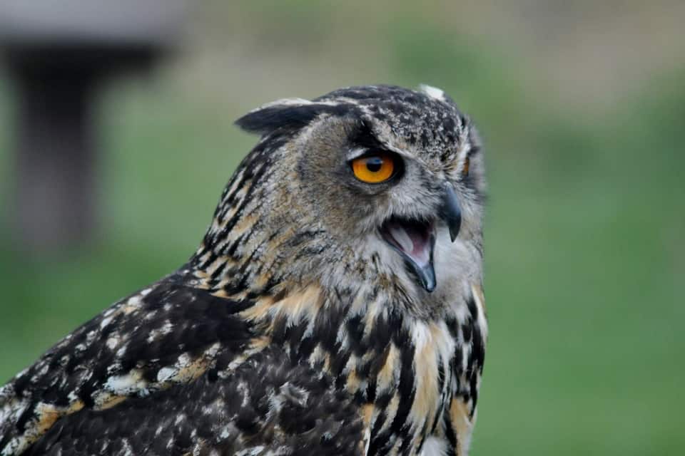 Um close-up de um pássaro com olhos amarelos e um padrão salpicado nas penas.