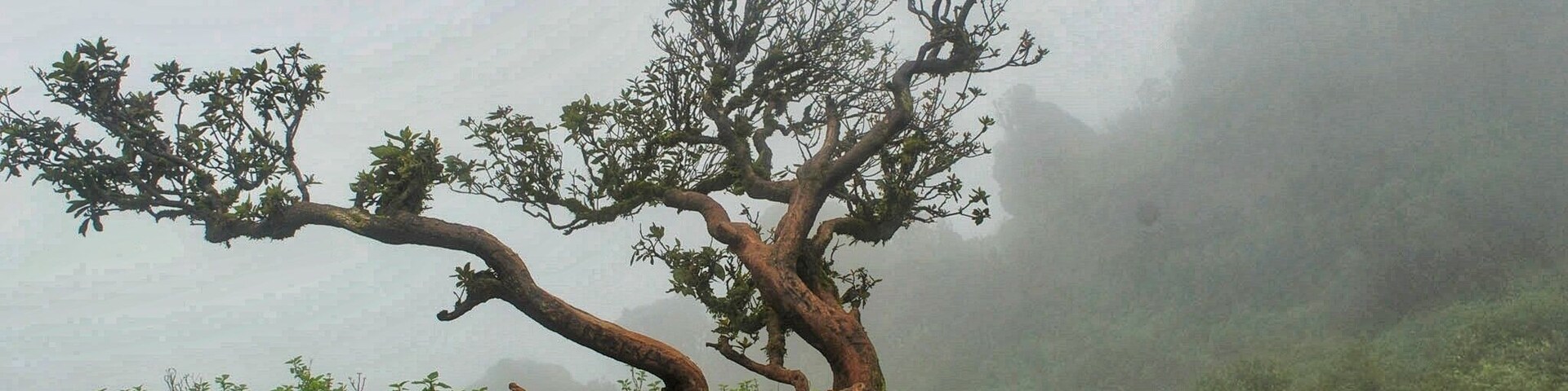 A dreamy day in Mullayangiri