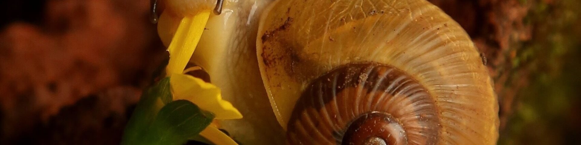 This is amazing ..you don't normally think of snails in this way. In the pic the snail is tugging the petals of a flower and chomping them with a power that will Amaze you. It felt like I almost could hear the chomp chomp !!!!
Apparently snails have teeth as well.