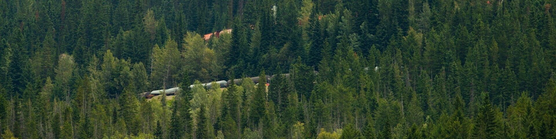 Spiral Tunnels which includes forests and tranquil scenes