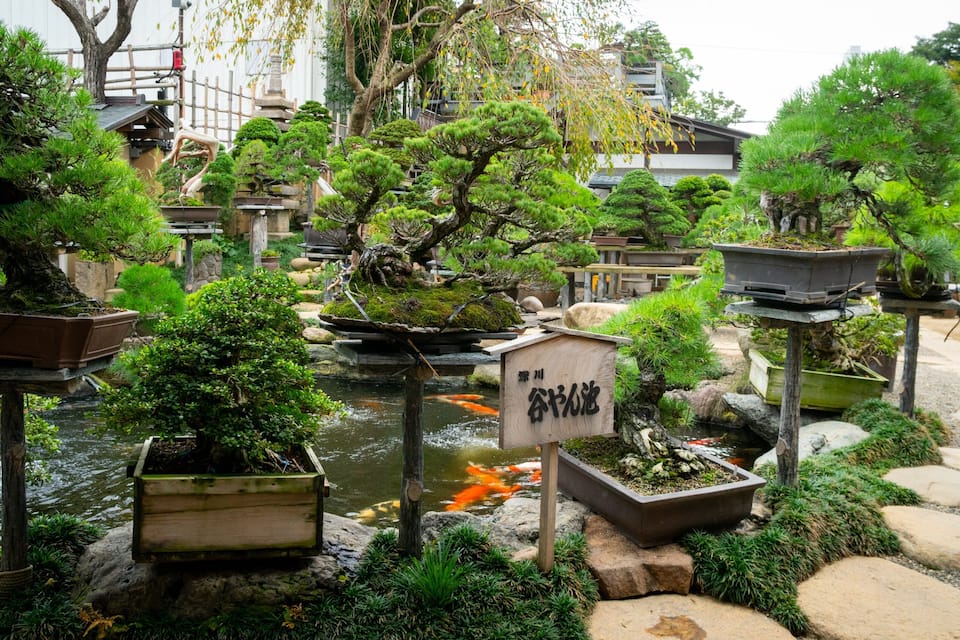 Um jardim japonês tradicional com diversas árvores bonsai, um lago de carpas e um caminho de pedra.