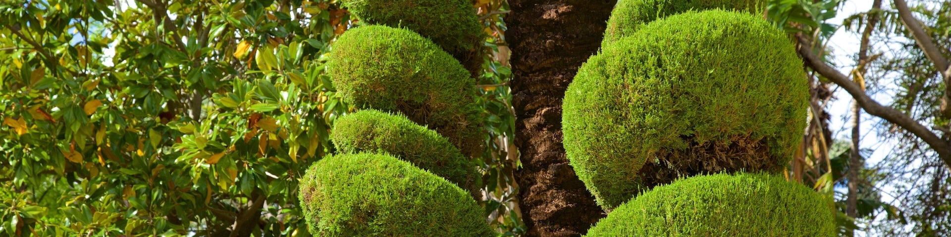 Genovés Park showing a park