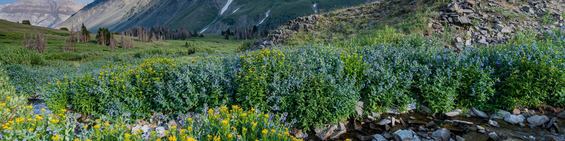 Paisagem montanhosa com um riacho, flores amarelas e vegetação verde.