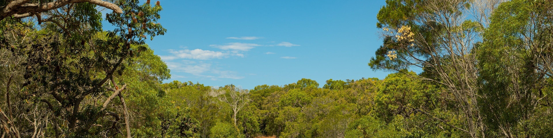 Deepwater National Park showing a beach and forest scenes