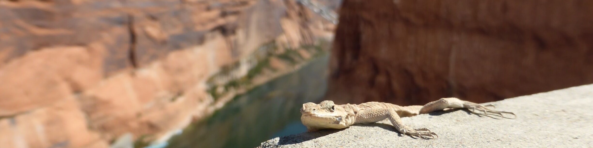 Cute gecko hanging on the edge of the wall at Glen Canyon Dam.