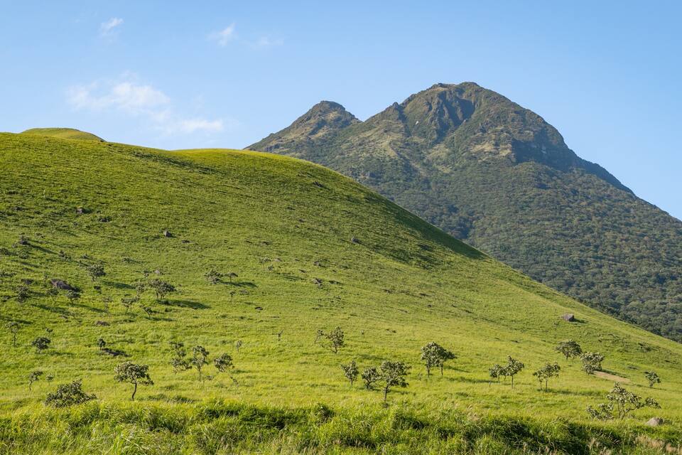 Uma encosta verde com árvores dispersas e uma montanha ao fundo.