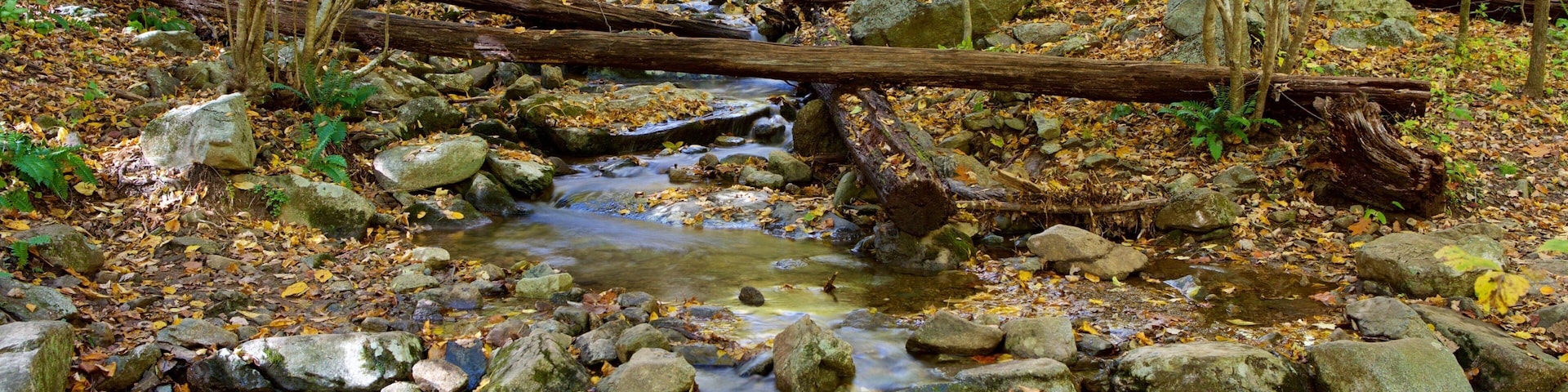 Shenandoah National Park caracterizando florestas e um rio ou córrego