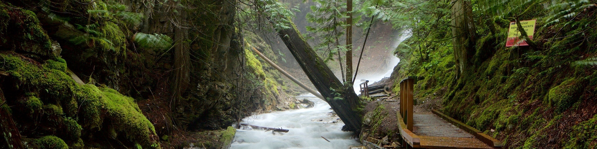 Kaslo featuring rapids and forest scenes