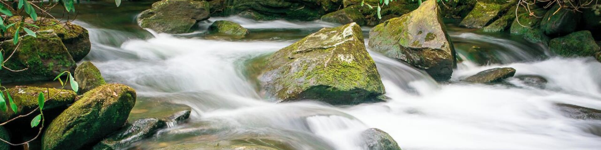 Joyce Kilmer Memorial Forest - one of the largest contiguous tracts of old growth forest in the Eastern United States.
