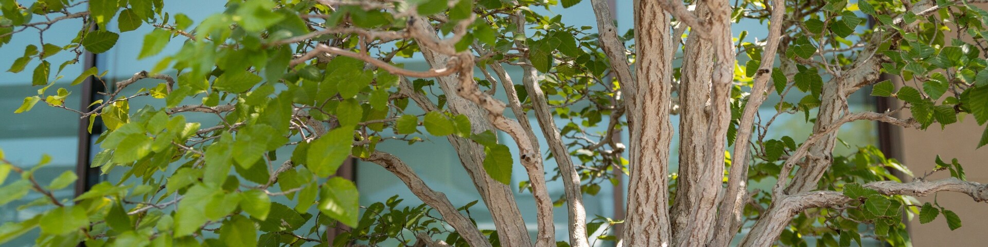 Omiya Bonsai Art Museum