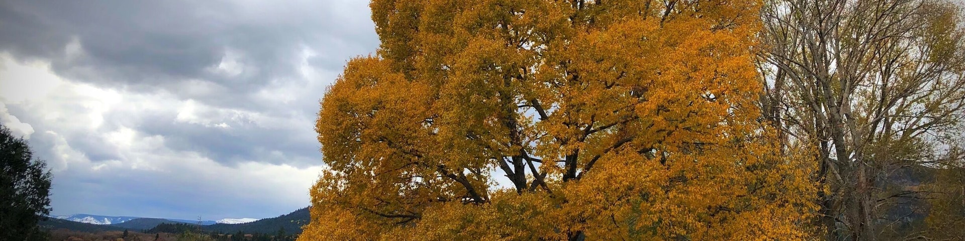 Fall colors in the New Mexico Highlands.