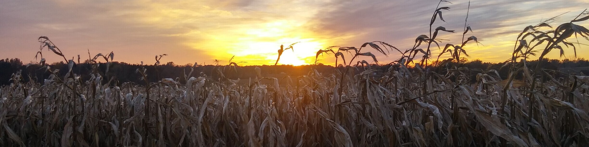 Maze Craze consists of turning 21 acres of corn into a life-size maze. There is a total of 8.6 miles of trails that twist, turn and sometimes dead ends. The design for 2015 was an Alice in Wonderland theme.
