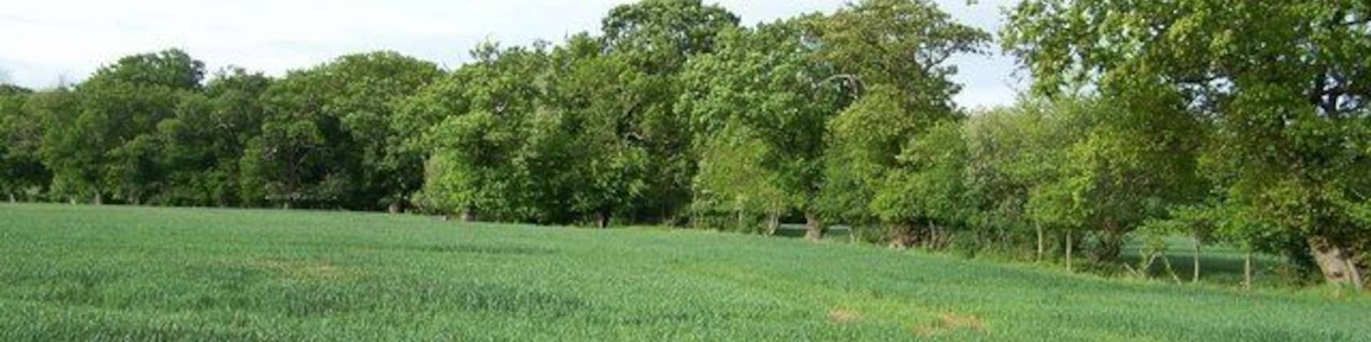 Hinton Long Spring woods Looking over the fields onto Hinton Long Spring woods. This particular area was very difficult to geograph due to non access!