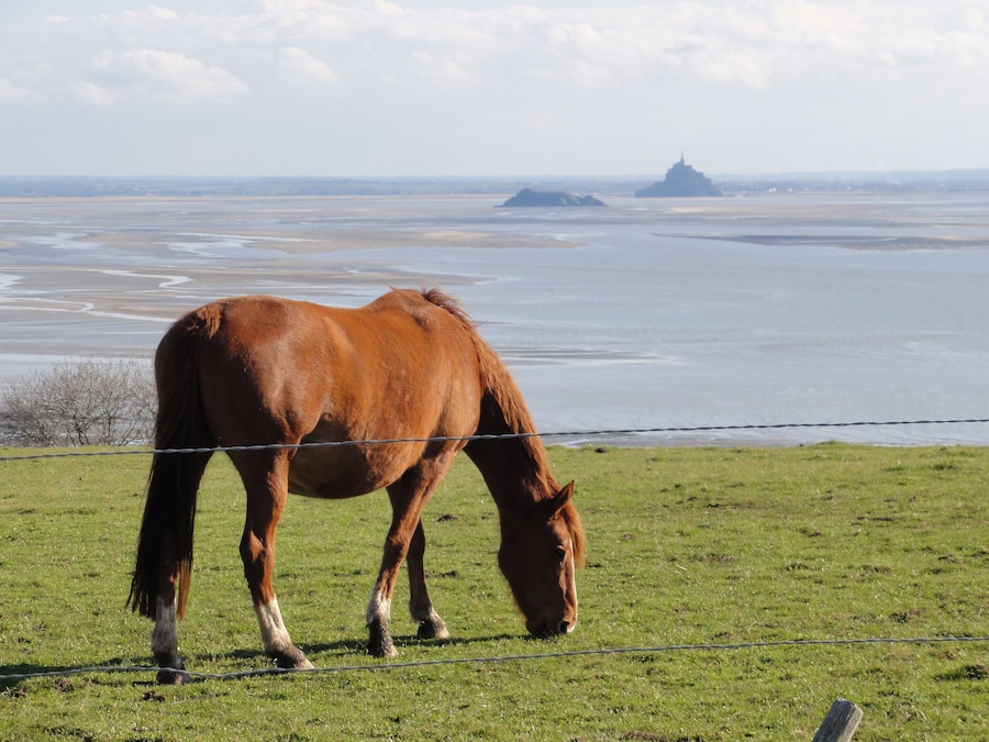 Um cavalo marrom pastando em um campo gramado, com um corpo d'água e uma ilha distante ao fundo.