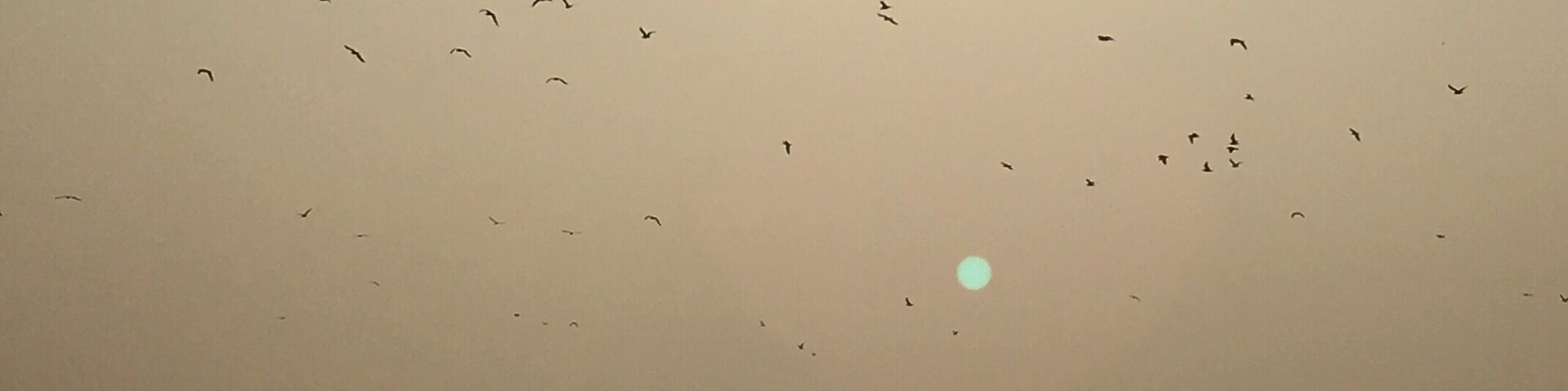 Um pôr do sol sobre águas calmas, com um bando de pássaros voando no céu.