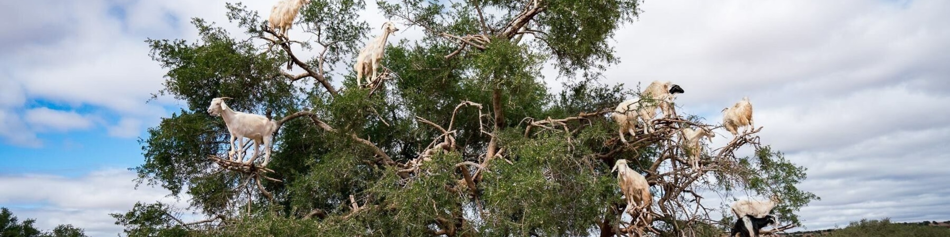 The Tree Goats II Tamri,Morocco