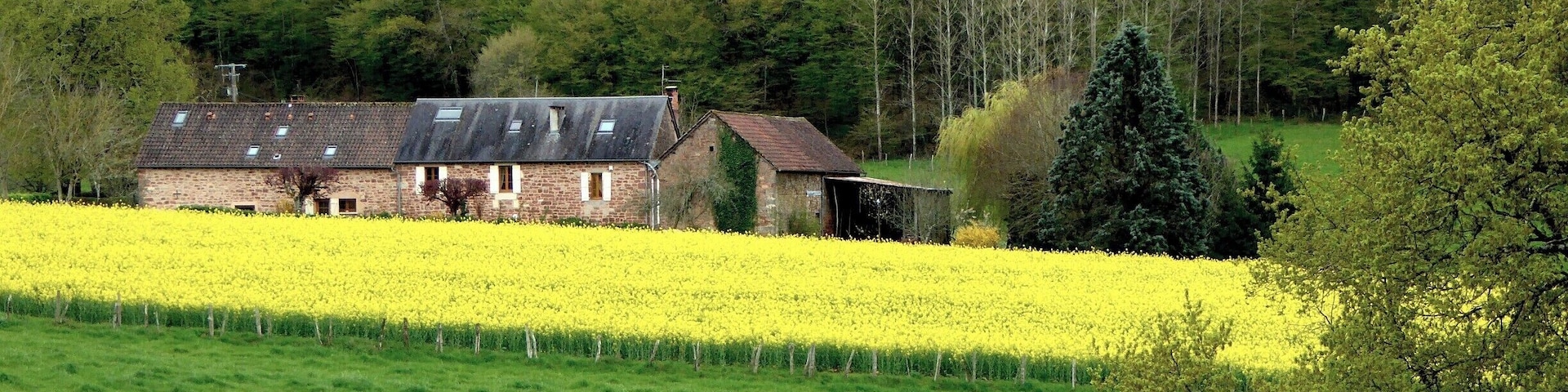The canola fields brighten the landscape in April near Badefols d'Ans, Dordogne.