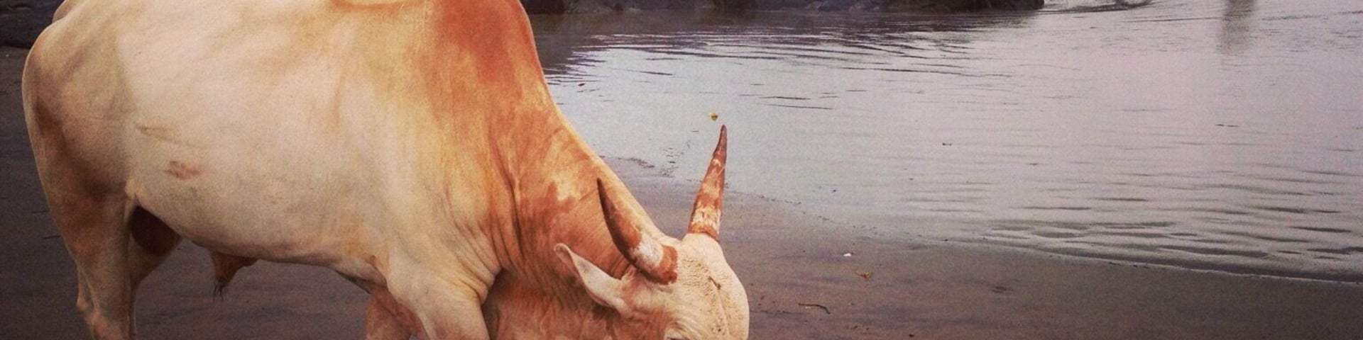 Cows are considered sacred in India, so you will find lots of them roaming around everywhere, on the streets and even at the beach. #LifeAtExpedia
