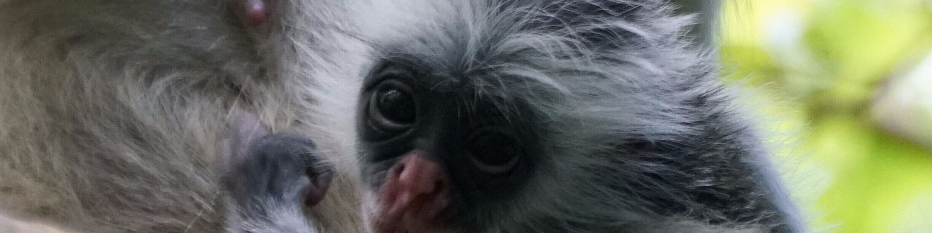 2 week old baby Red Colobus Monkey. Day trips to Jozani are very straight forward. In Stone Town, tours can be booked at the old fort. November is storm season, but it is also Spring here, so there are lots of young creatures around. You have to take a local guide from the Forest information centre and you get walked through the forest. This is not a bad thing, as there are a load of side paths and no signage, so I think getting lost would be pretty straight forward. The other good thing about a network of guides on the ground, is that they find the monkeys easily, meaning you get to spend more time with them, rather than looking for them.