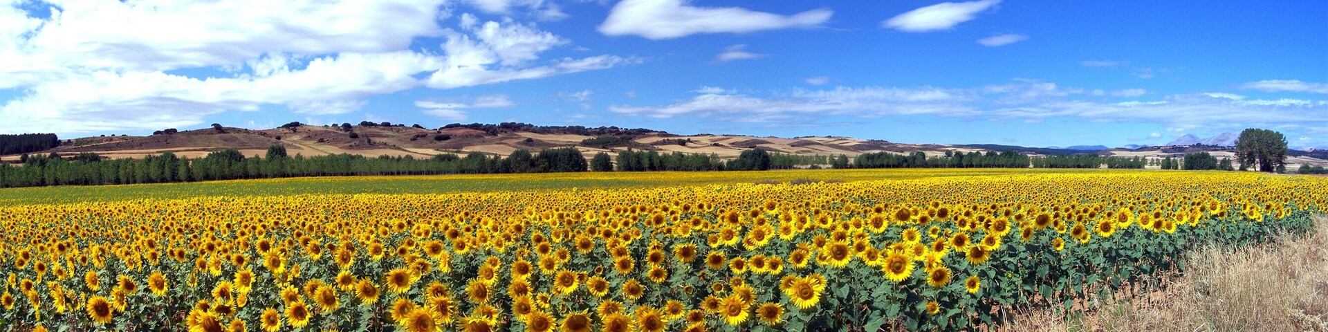 Campos de girasoles cerca de