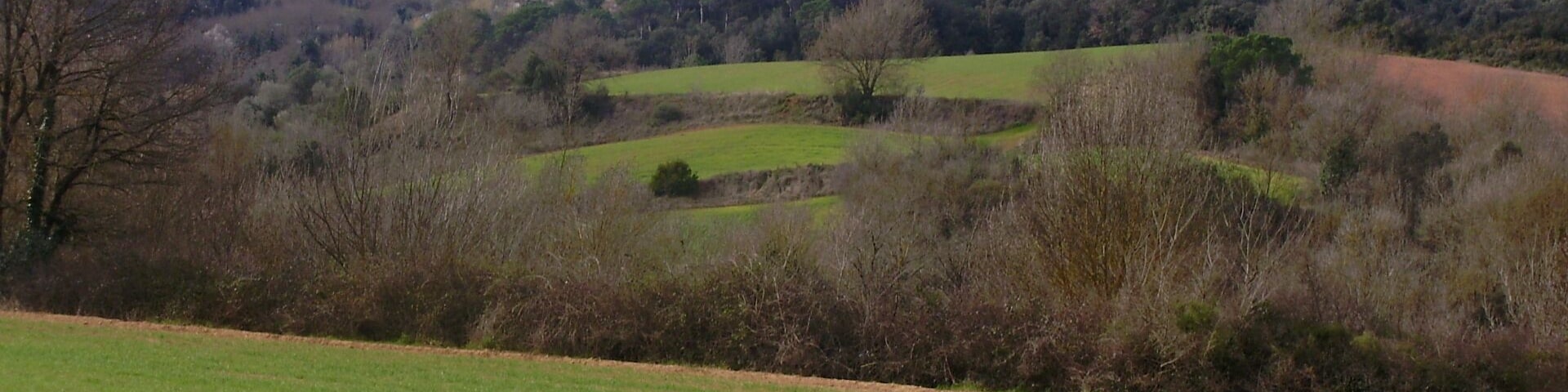 Camps (vall de Sant Daniel-Girona)