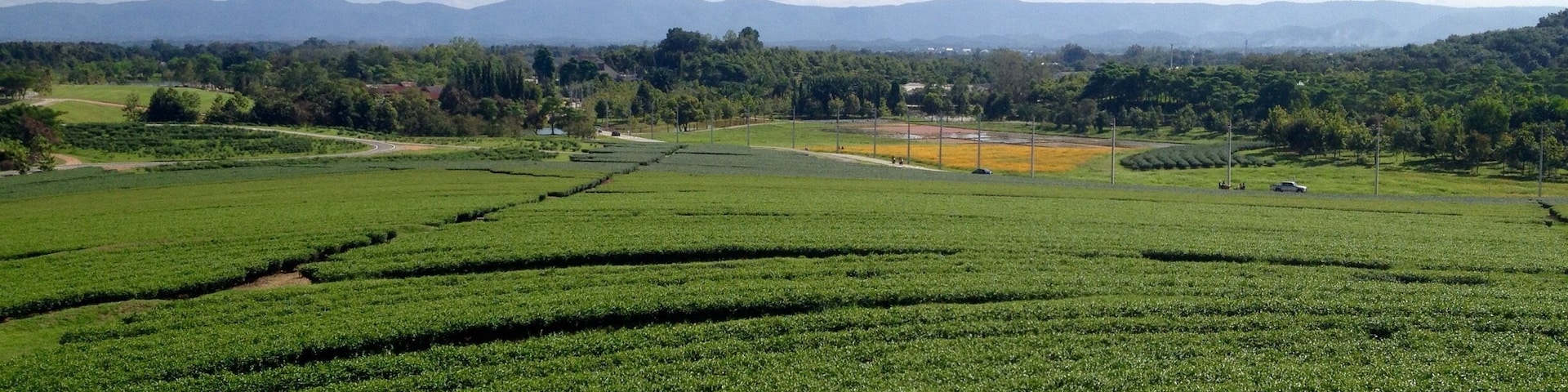 Plenty of tea trees field and fresh air . Can find at Singha Park , Chiang Rai.