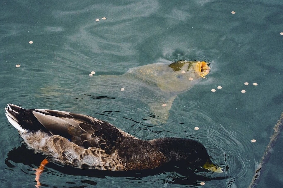 Um pato nada em um corpo d'água com objetos flutuando.