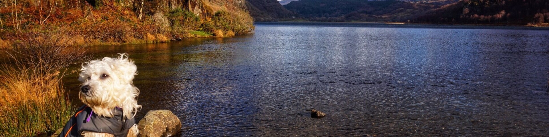 Poppy at Llyn Dinas