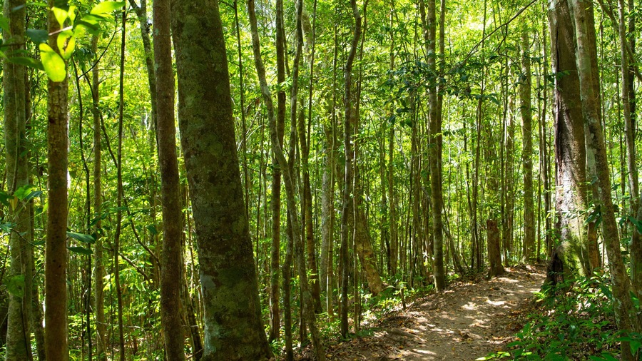 Uma floresta com uma trilha de terra.