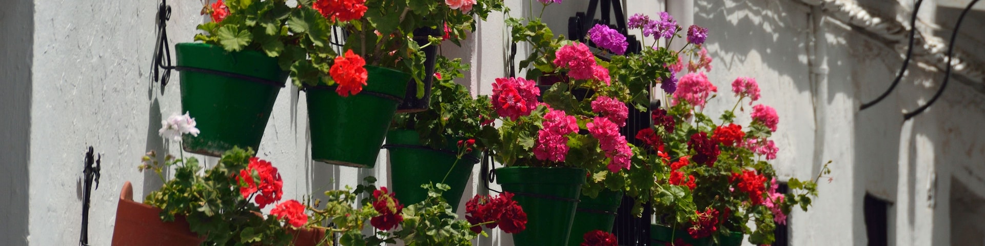Vasos de flores pendurados com diversas flores em frente a uma fachada de prédio branca.