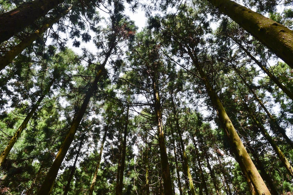 Uma floresta densa com árvores altas e um céu claro.