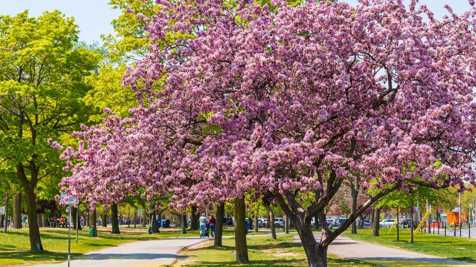 Um parque com uma grande árvore em plena floração, um caminho pavimentado e grama verde.