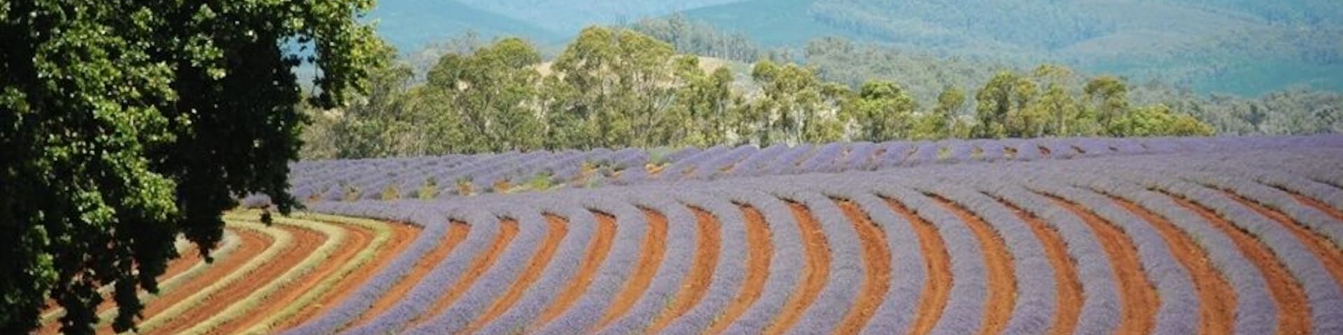Bridestowe Lavender Farm
As we were driving north in Tasmania, we noticed this sign for a lavender farm. Wow! What a find! Acres and acres of scented lavender.
Excellent photo op as you stroll through the rows of lavender. Great place to stop for coffee, and a little shopping in the gift store.