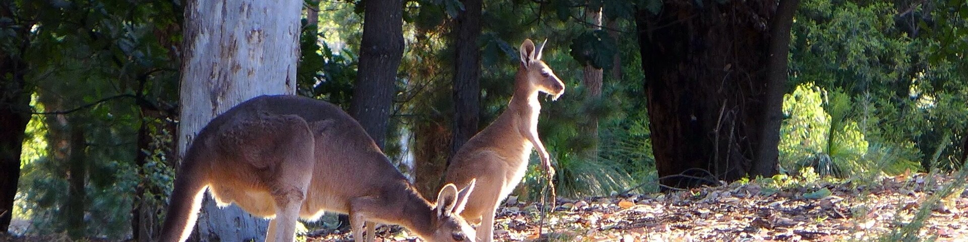 Kangaroos foraging on Dusk