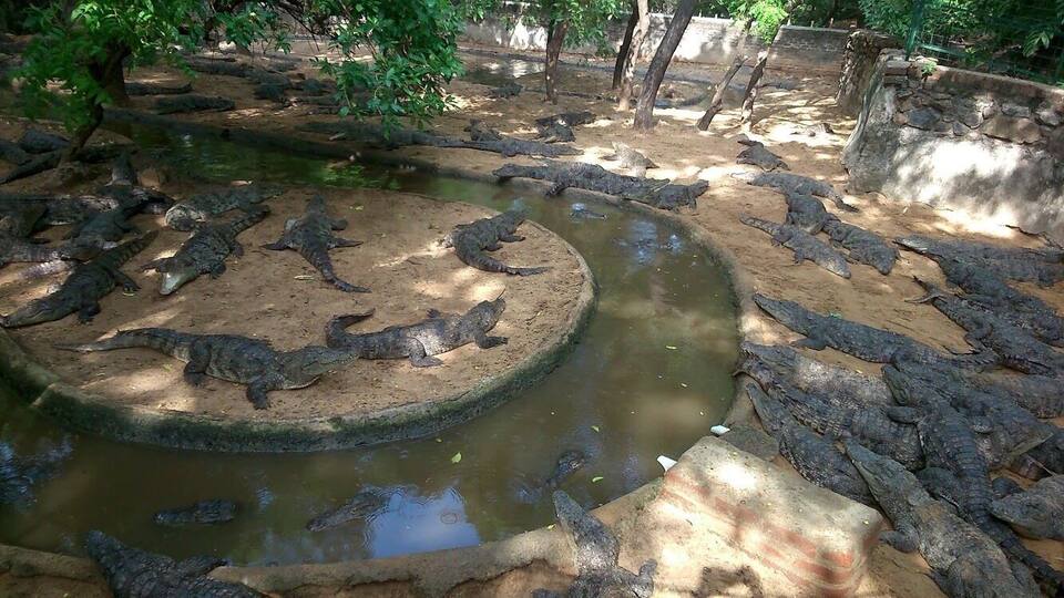 Have seen all the species of crocodiles in the world.