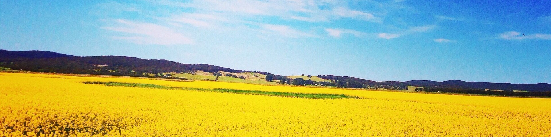Finally found that Canola field to photograph. I spotted it today on the way to Canberra. The fields are just off the Federal Highway on the Canberra - Sydney road.